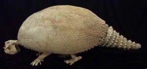 Glyptodon clavipes Skeleton | Gaston Design, Inc.