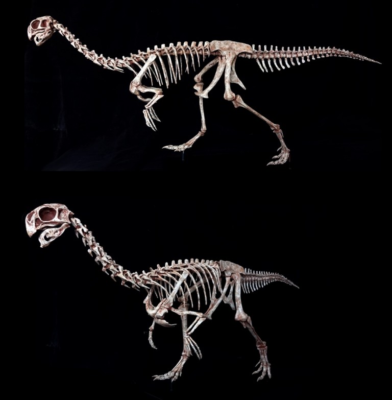 Conchoraptor Adult Skeleton | Gaston Design, Inc.