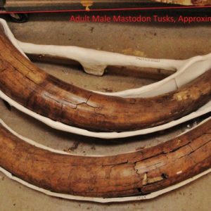 New Projects - Gaston Design, Inc.