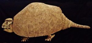 Glyptodont Skeleton Panochthus | Gaston Design, Inc.