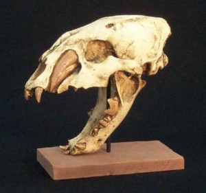 Cat Skulls | Gaston Design, Inc.