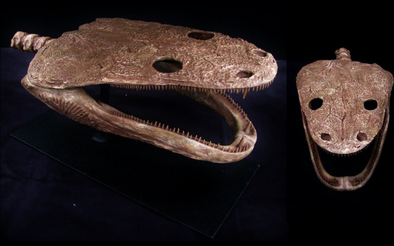 Metoposaur Skull | Gaston Design, Inc.