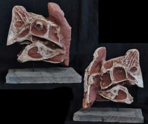 Dinosaur Skulls | Gaston Design, Inc.