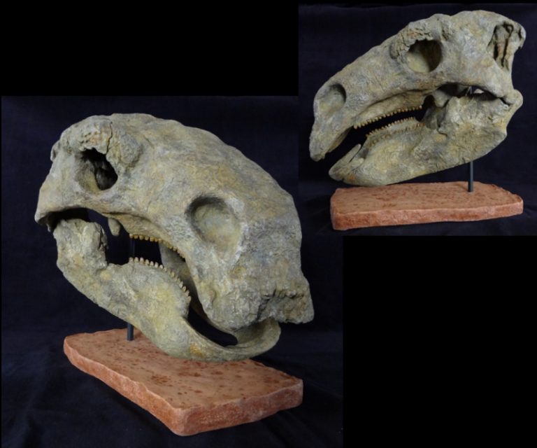 Dinosaur Skulls | Gaston Design, Inc.