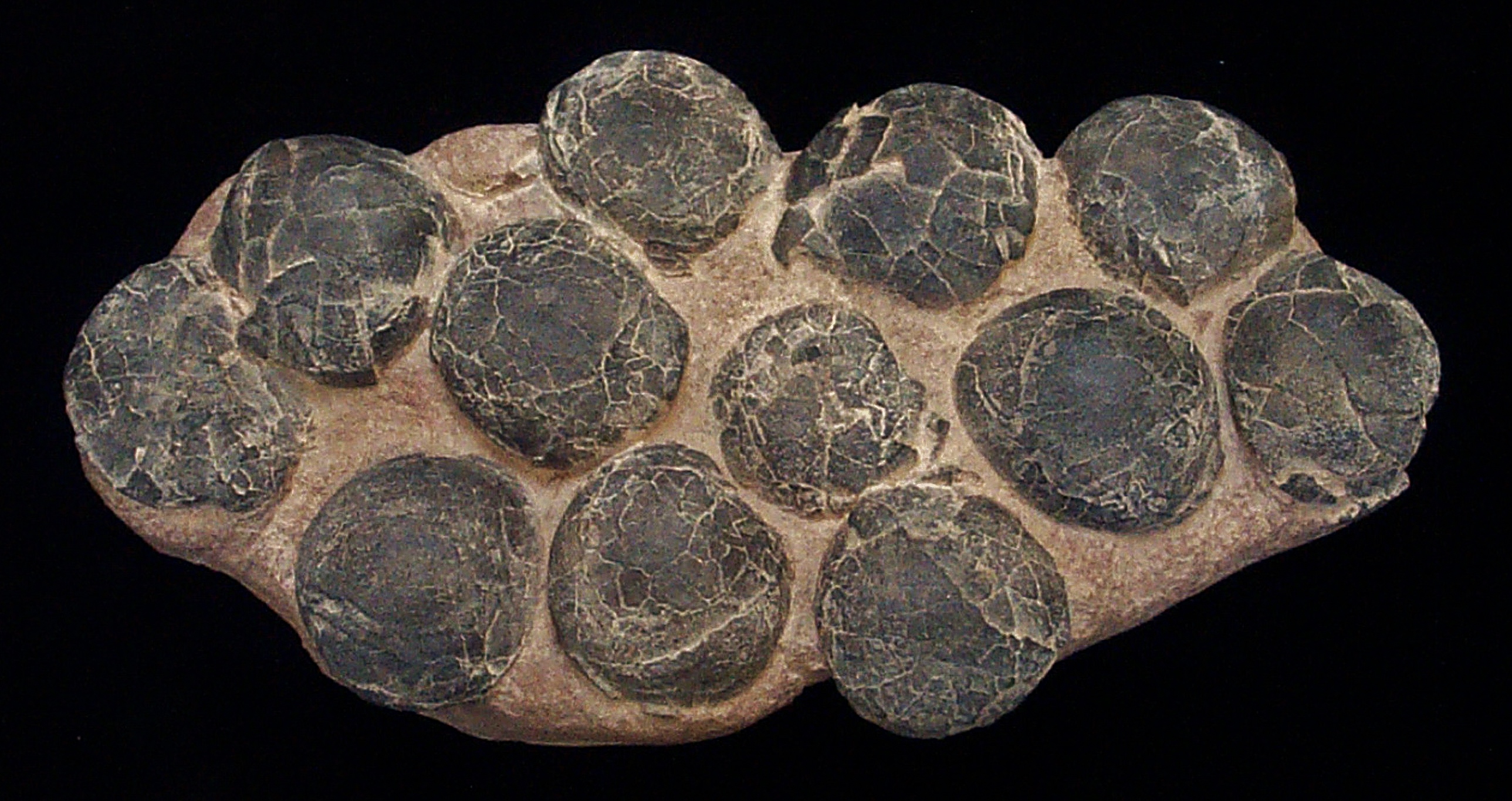 Dinosaur Eggs and Nests - Gaston Design, Inc.