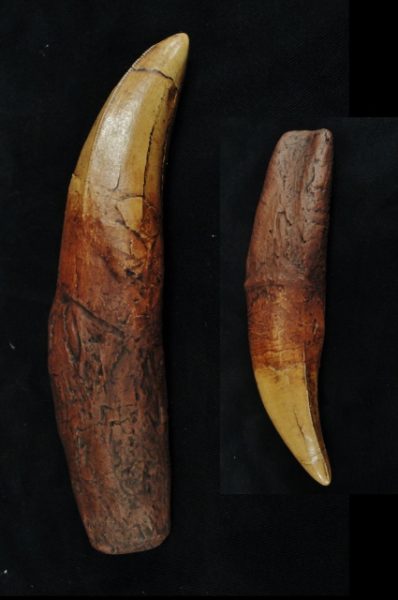 Giant Ground Sloth Claw - Gaston Design, Inc.